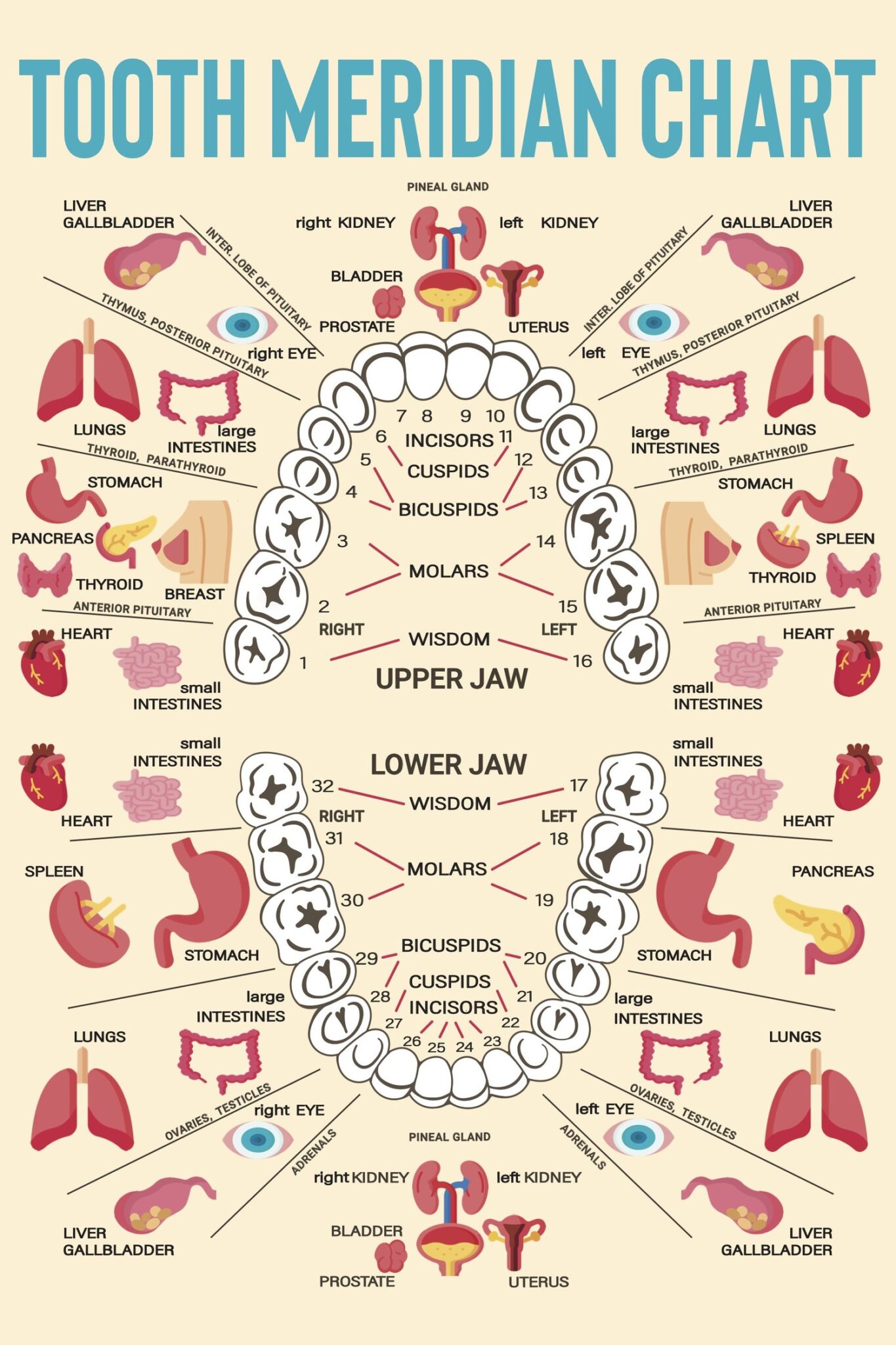 TOOTH MERIDIAN CHART | The Health Coach